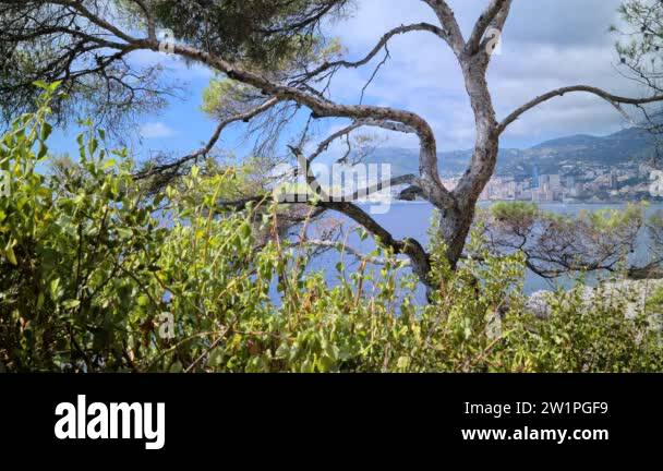 Coastal landscape pine tree Stock Videos & Footage - HD and 4K Video ...