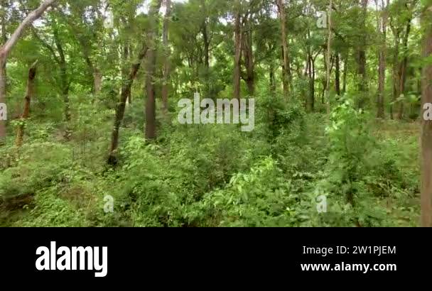 Flight through the forest, India. Moving though the trees of the Rain ...