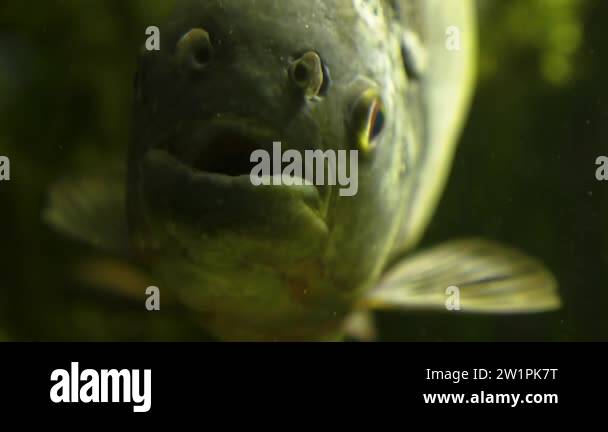 Piranha close up facing the camera, its mouth opens and closes several ...