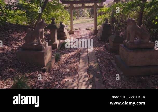 Tilt shot video of a Shinto shrine Torii gate and fox stone statues in ...