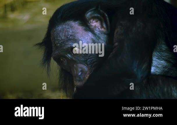 Ape side by Stock Videos & Footage - HD and 4K Video Clips - Alamy
