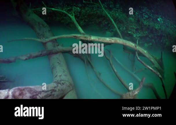 Halocline sudden change of water salinity and tree roots in cenotes ...