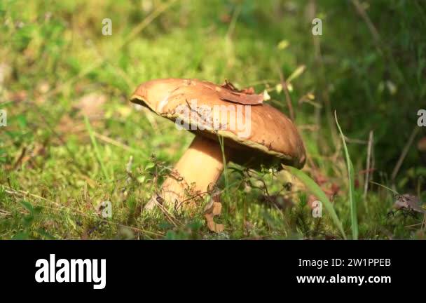 Mushroom rises upright position Stock Videos & Footage - HD and 4K ...