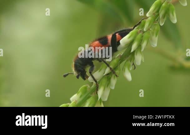 Mylabris Quadripunctata, red Beetlewith black dots on chitinous coating ...