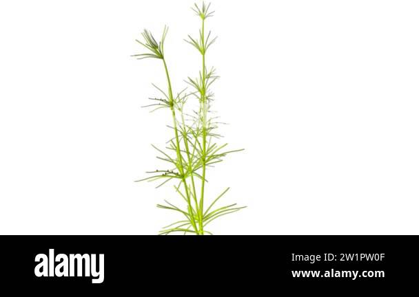 Chara plant Stock Videos & Footage - HD and 4K Video Clips - Alamy