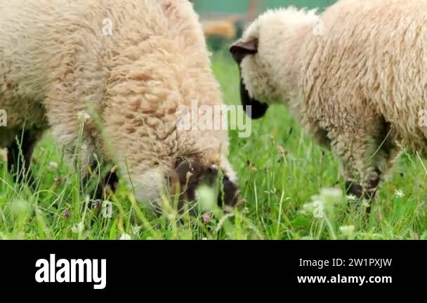 Two young rams twitching, chewing and eating fresh green grass in the ...