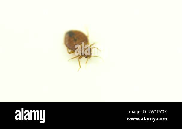 Bedbug insect parasite extreme close up on the white background. Super ...