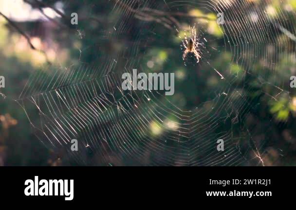 Fixing leaf damage Stock Videos & Footage - HD and 4K Video Clips - Alamy