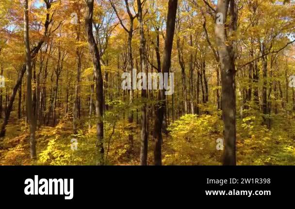 Deciduous broadleaf Stock Videos & Footage - HD and 4K Video Clips - Alamy