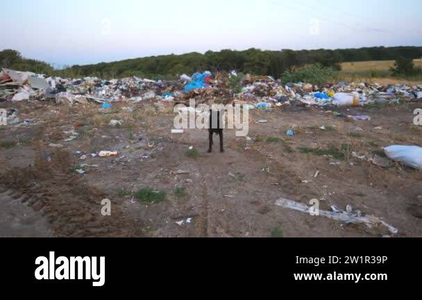 Angry homeless dog stands against the background of dump yard and barks ...