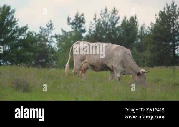 cattle grazing. farmers cow eating grass in the meadow. A cow in a ...