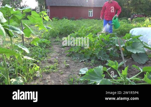 Courgette plants Stock Videos & Footage - HD and 4K Video Clips - Alamy