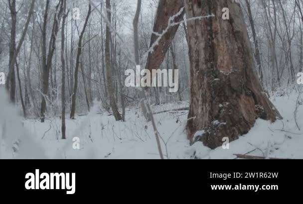 Stem of a fallen tree Stock Videos & Footage - HD and 4K Video Clips ...