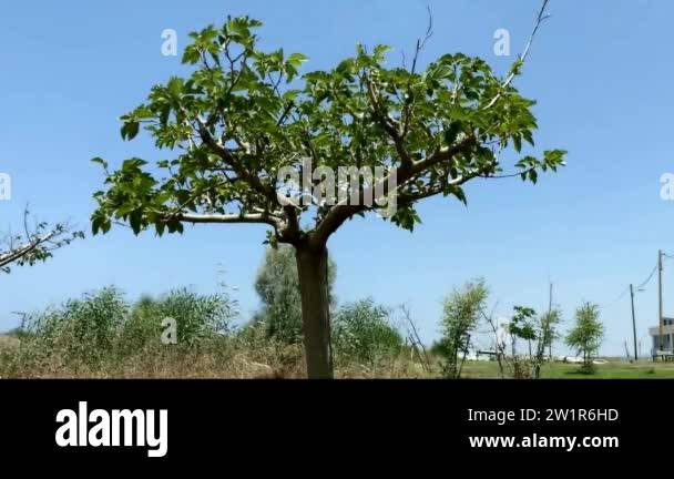 Sycamore tree trunk Stock Videos & Footage - HD and 4K Video Clips - Alamy