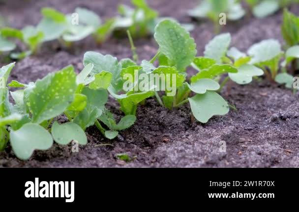 Baby radish Stock Videos & Footage - HD and 4K Video Clips - Alamy