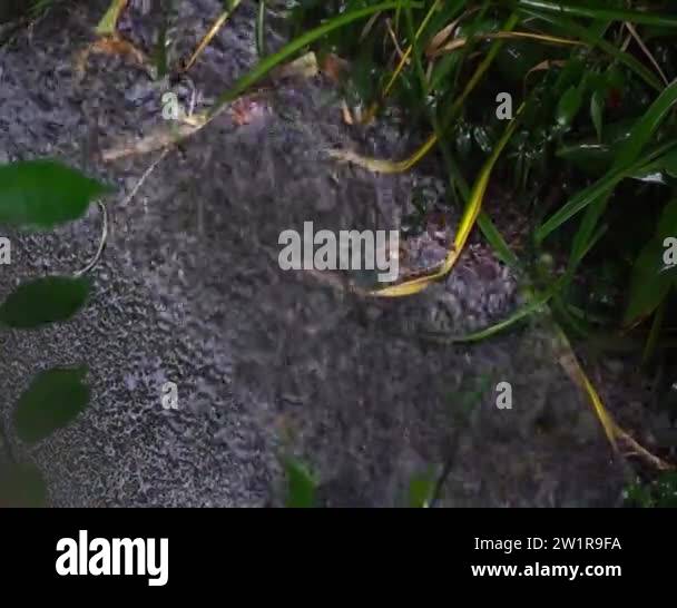 Flooding on path Stock Videos & Footage - HD and 4K Video Clips - Alamy