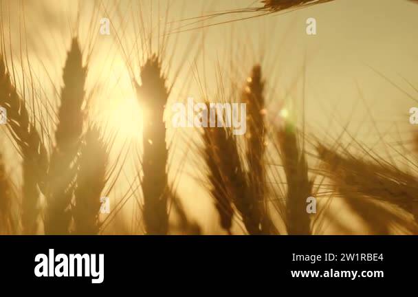 Spikelets of wheat with grain shakes wind. grain harvest ripens in ...