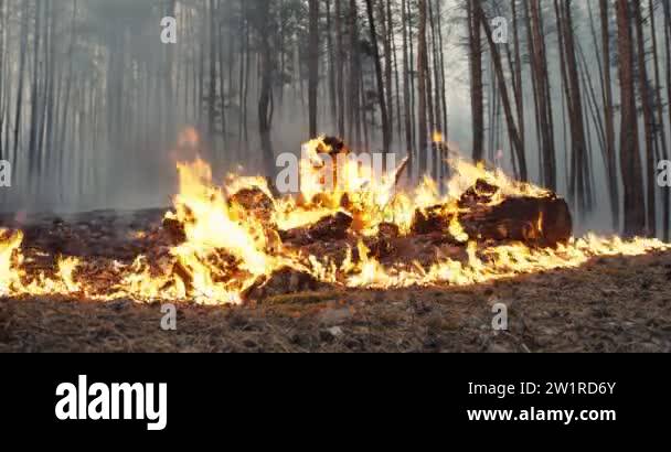 Forest arson concept. Burning heap of litter in wood, causing wildfire ...