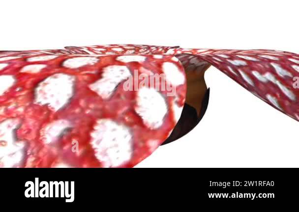 Giant rafflesia Stock Videos & Footage - HD and 4K Video Clips - Alamy