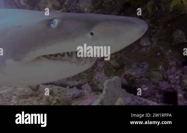 Shark nose teeth Stock Videos & Footage - HD and 4K Video Clips - Alamy