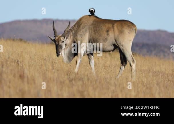 South african crow Stock Videos & Footage - HD and 4K Video Clips - Alamy
