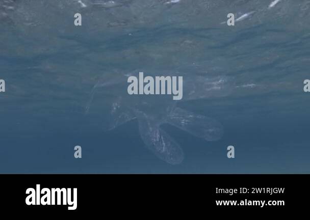 Plastic pollution, Transparent plastic bag in bue water. Discarded ...