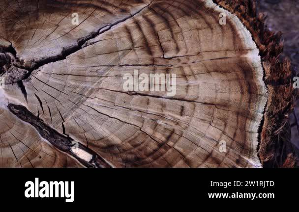 Trunk slice texture Stock Videos & Footage - HD and 4K Video Clips - Alamy