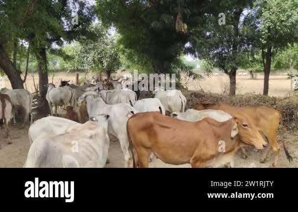 Cows drinking water on dairy farm. Cows breeding at modern milk farm ...