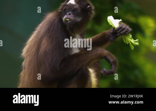 A spider monkey sits facing right, eating a leaf. It turns its head and ...