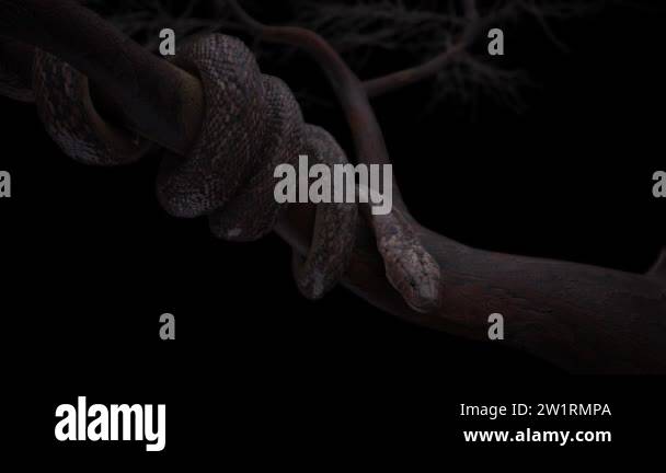 Coil snake Stock Videos & Footage - HD and 4K Video Clips - Alamy