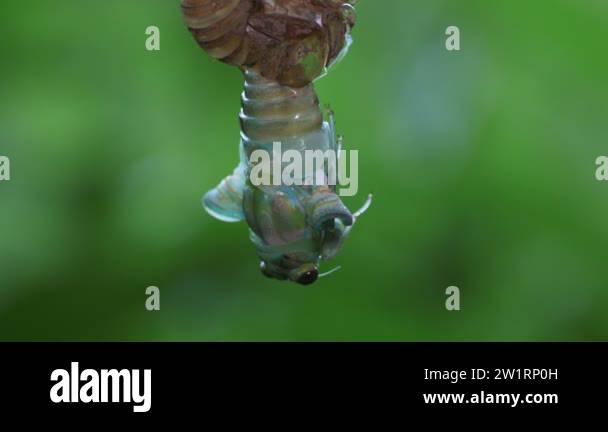 Robust animals Stock Videos & Footage - HD and 4K Video Clips - Alamy