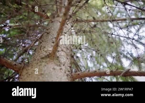 Tree crown cover Stock Videos & Footage - HD and 4K Video Clips - Alamy