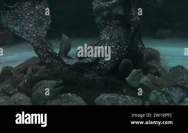Moray moray moray moray fish Stock Videos & Footage - HD and 4K Video ...
