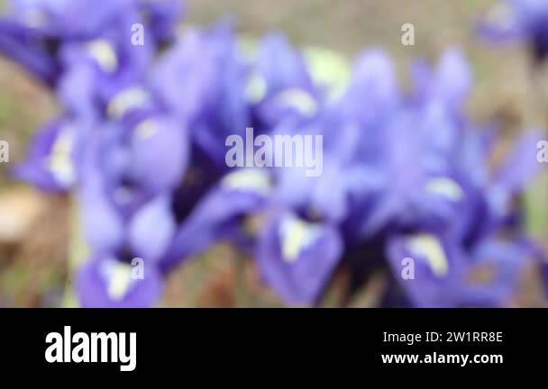 Dutch miniature blue iris (Iris reticulata Stock Video Footage - Alamy