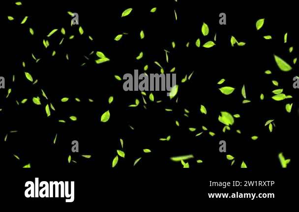 3D 4K Animation of a mint leaves Falling flow motion Loop Animation ...