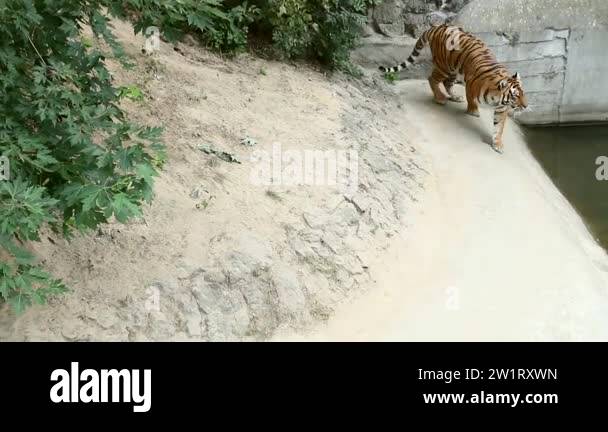 Tiger enclosure zoo Stock Videos & Footage - HD and 4K Video Clips - Alamy