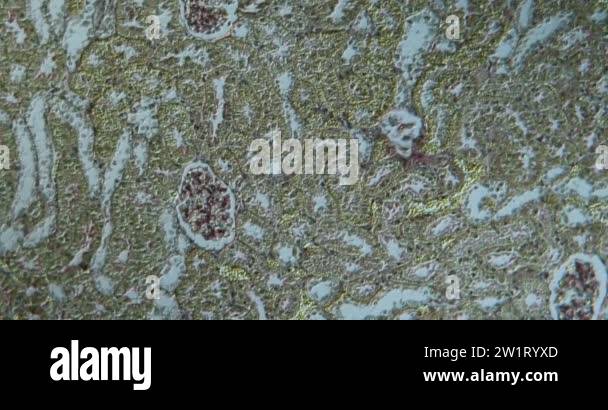 Rat cells Stock Videos & Footage - HD and 4K Video Clips - Alamy