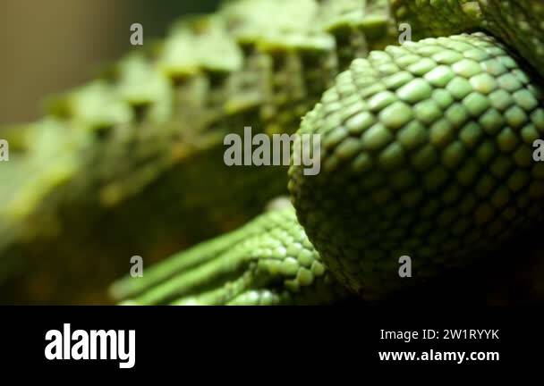 Sharp tail Stock Videos & Footage - HD and 4K Video Clips - Alamy