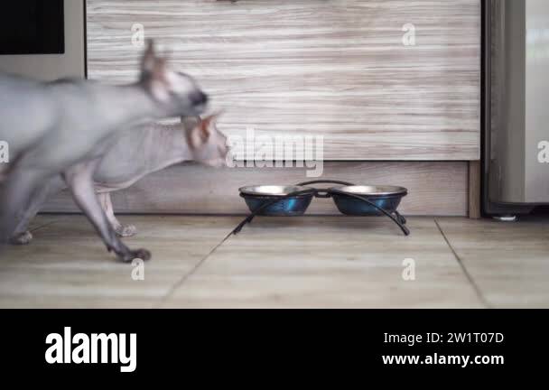 Close-up of a female hand pouring food for cats into a bowl. A family ...
