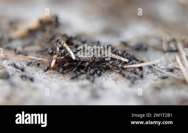 Earthworm habitat Stock Videos & Footage - HD and 4K Video Clips - Alamy