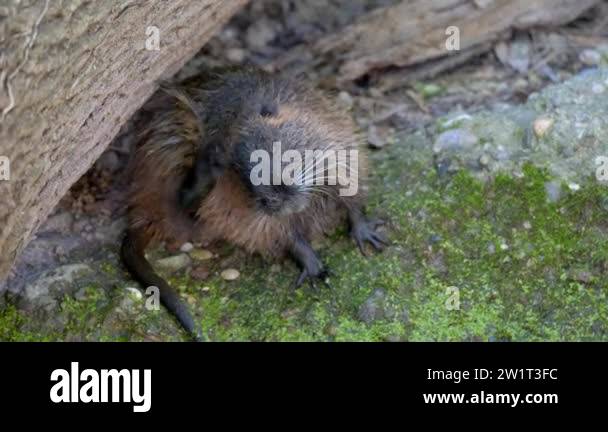 Closeup cute nutria myocastor Stock Videos & Footage - HD and 4K Video ...