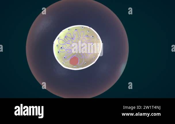 Interphase Stock Videos & Footage - HD and 4K Video Clips - Alamy