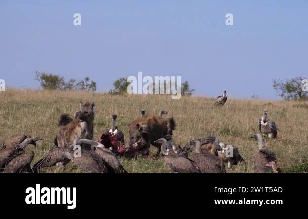 African White Backed Vulture, gyps africanus, Ruppell's Vulture, gyps ...