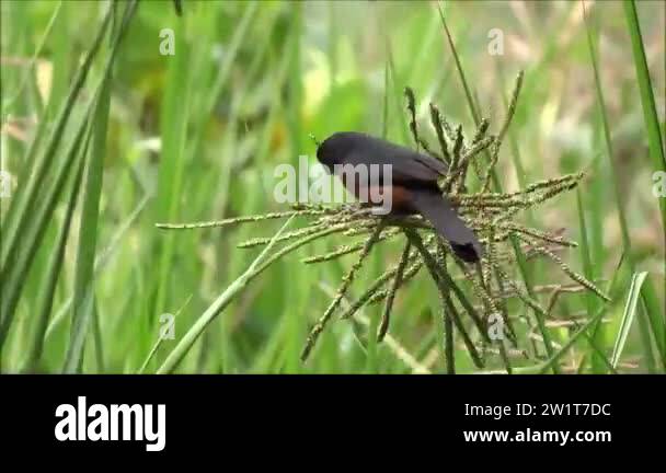 Horizontal bird on plant Stock Videos & Footage - HD and 4K Video Clips ...
