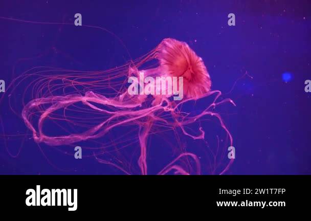 Beautiful red jellyfish Chrysaora Pacifica swimming underwater ...