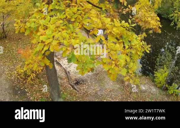Bright yellow wood river aerial Stock Videos & Footage - HD and 4K ...