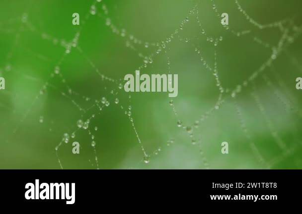 Drops of water on the spider web Stock Videos & Footage - HD and 4K ...