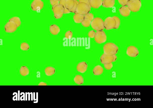 Lemons group falling transition animation green screen chroma key Stock ...