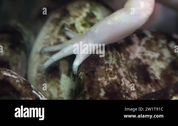 Axolotl Ambystoma mexicanum. Mexican walking fish is a neotenic ...