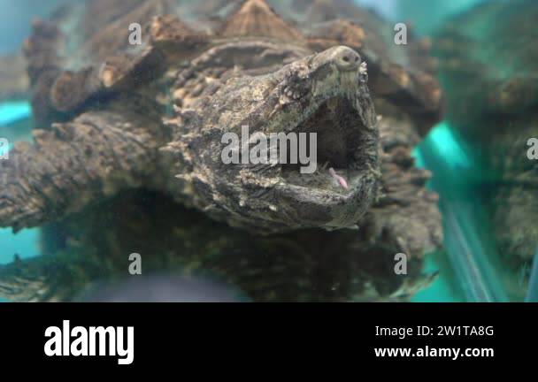 Alligator snapping turtle in Stock Videos & Footage - HD and 4K Video ...